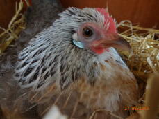 Dutch Bantam Chickens | Dutch Bantam For Sale | Chicken Breeds