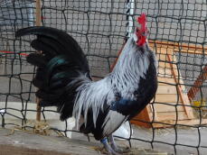 Dutch Bantam Chickens | Dutch Bantam For Sale | Chicken Breeds
