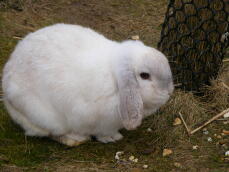 Dwarf Lop Rabbits | Dwarf Lop For Sale | Rabbit Breeds