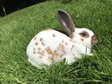 English Rabbits | English For Sale | Rabbit Breeds