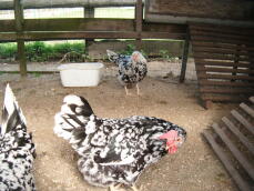 Leghorn Chickens | Leghorn For Sale | Chicken Breeds