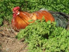 Marsh Daisy Chickens | Marsh Daisy For Sale | Chicken Breeds