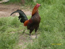 Old English Game Chickens | Old English Game For Sale | Chicken Breeds