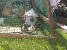 Quails | Guide | Omlet US