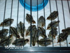 Quails | Guide | Omlet US