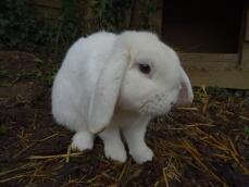 Rabbits | Guide | Omlet US