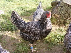Scots Grey Chickens | Scots Grey For Sale | Chicken Breeds