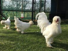Sultan Chickens | Sultan For Sale | Chicken Breeds