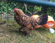Booted Bantam Chickens | Booted Bantam For Sale | Chicken Breeds