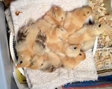 Nankin Chickens | Nankin For Sale | Chicken Breeds