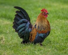Booted Bantam Chickens | Booted Bantam For Sale | Chicken Breeds