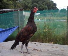 Derbyshire Redcap Chickens | Derbyshire Redcap For Sale | Chicken Breeds