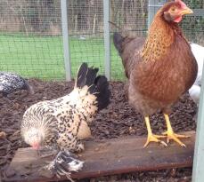 Welbar Chickens | Welbar For Sale | Chicken Breeds