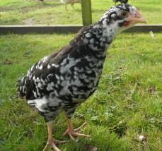 Ancona Chickens | Ancona For Sale | Chicken Breeds