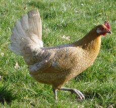 Friesian Chickens | Friesian For Sale | Chicken Breeds