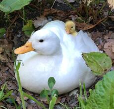 Call Duck | Duck Breeds