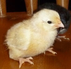 Rosecomb Bantam Chickens | Rosecomb Bantam For Sale | Chicken Breeds