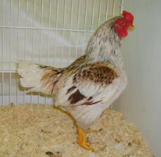 Indian Game Chickens | Indian Game For Sale | Chicken Breeds