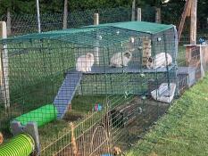 Zippi Rabbit Platforms for Zippi Runs | Omlet