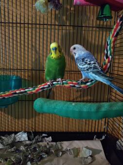 Normal Parakeet Behavior | Parakeet Behaviour | Parakeets | Guide