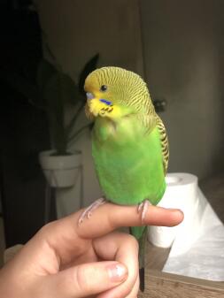 Normal Parakeet Behavior | Parakeet Behaviour | Parakeets | Guide