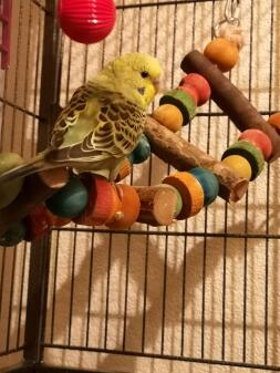 Normal Parakeet Behavior | Parakeet Behaviour | Parakeets | Guide