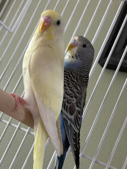 Normal Parakeet Behavior | Parakeet Behaviour | Parakeets | Guide