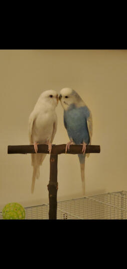 Normal Parakeet Behavior | Parakeet Behaviour | Parakeets | Guide