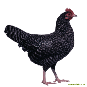 Scots Grey For Sale | Chickens | Breed Information | Omlet