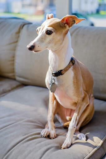 Italian Greyhound Dogs | Dog Breeds