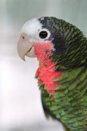 Cuban Amazon Parrots | Parrot Breeds