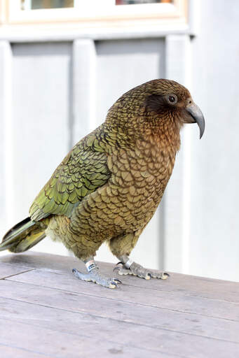 Kea Parrots | Parrot Breeds