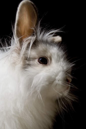 Lionhead Rabbits | Lionhead For Sale | Rabbit Breeds