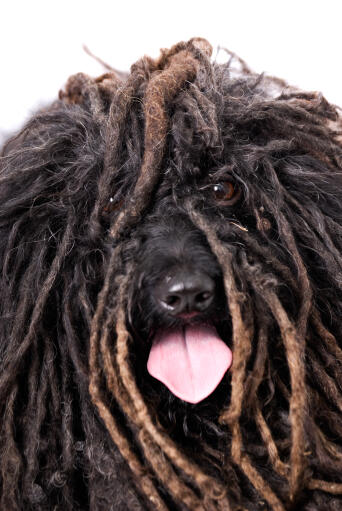 Puli Dogs | Dog Breeds