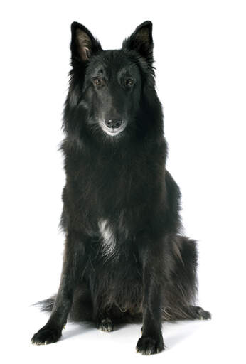 Belgian Shepherd Dog (Groenendael) | Dog Breeds