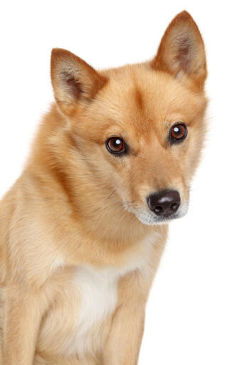 Finnish Spitz Lab Mix
