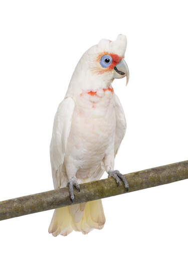 Little Corella Parrots | Parrot Breeds