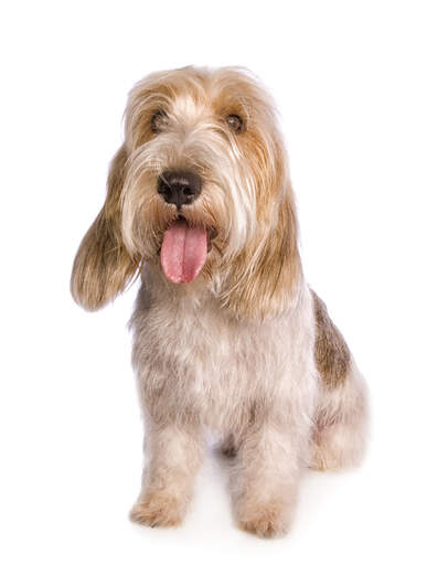 Basset Griffon Vendeen (Petit) Dogs | Dog Breeds