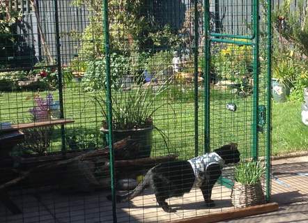 Cat Balcony Enclosure | The Ultimate Urban Cat Run | Outdoor Cat Runs ...