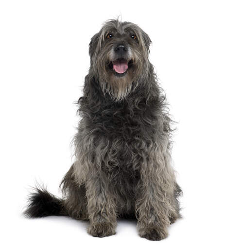 Catalan Sheepdog | Dog Breeds