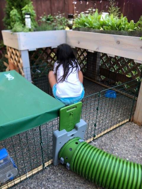 Zippi Tunnel Single with Hutch to Run Connection Kit | Zippi Rabbit ...