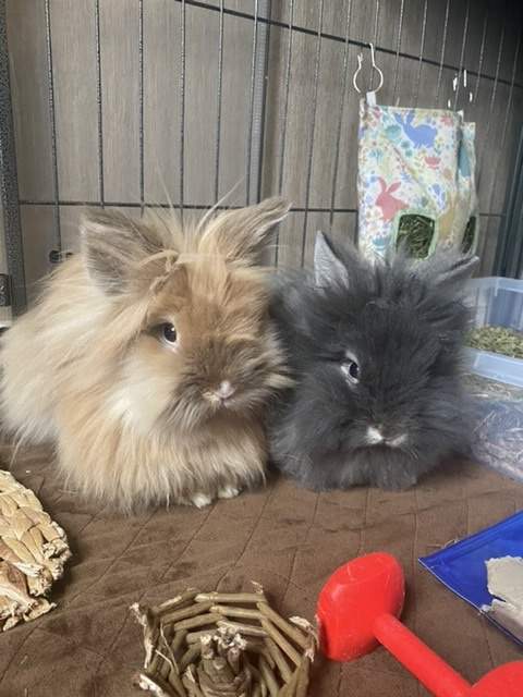 Lionhead For Sale | Rabbits | Breed Information | Omlet