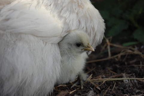 Chickens | Guide | Omlet US
