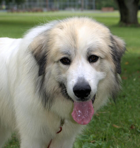 What Do You Need To Know About Pyreneese Mountain Dogs