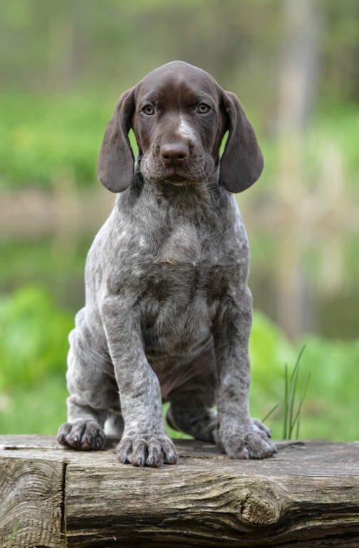 German Short Haired Pointer Dogs