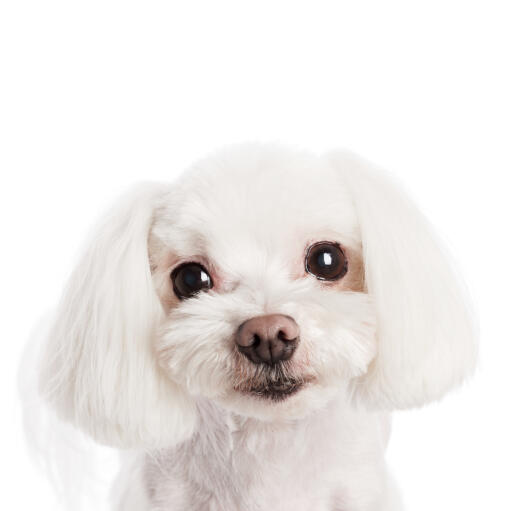 Maltese Dogs | Dog Breeds