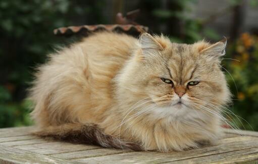 Persian - Golden Cats | Cat Breeds