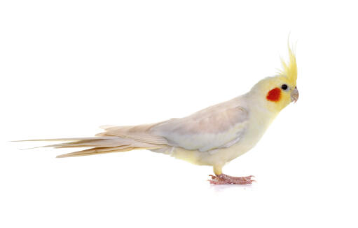 Cockatiel | Parrot Breeds