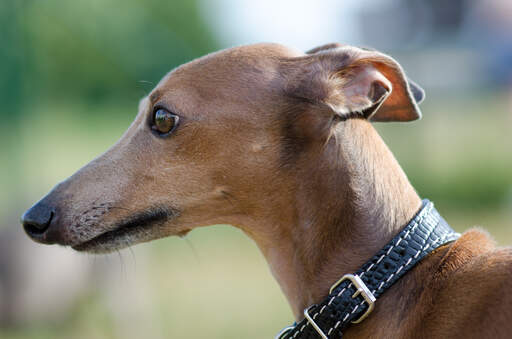 Black And Tan Italian Greyhound