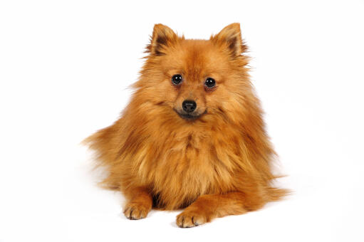 German Spitz (Klein) Dogs | Dog Breeds